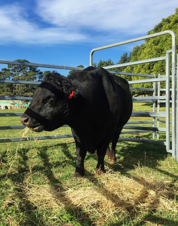 Our Angus Breeding Program – Clavering Hill